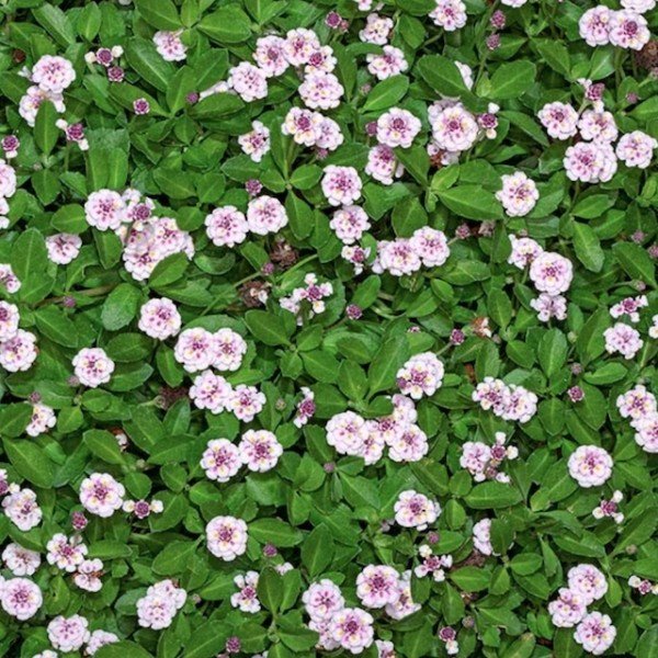 Lippia Phyla Nodiflora var. Canescens vaso 9/10